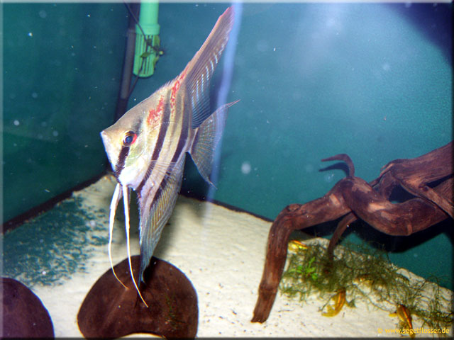 Ptherophyllum scalare sp. "Rio Negro" - Segelflosser.de